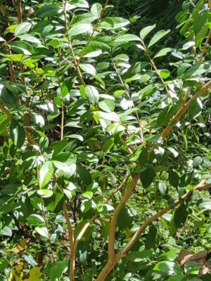 Simpson Stopper Twinberry Tree (myrcianthes fragrans) – PatioPlants.com